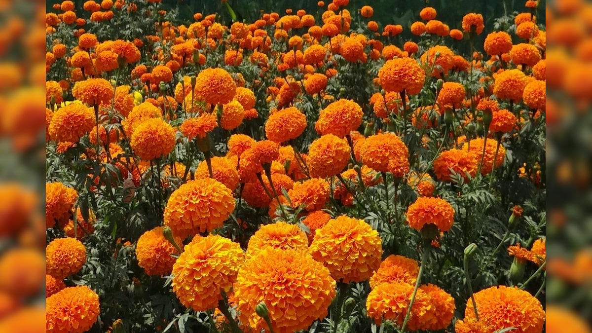 Benefits of Marigold Flower: কেৱল বাগিচা সজাবলৈ নহয়, নাৰ্জী ফুলৰ এই ...