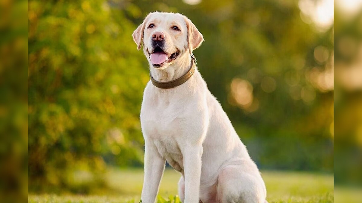 Dog: ভাৰতৰ কুকুৰ নথকা ৰাজ্য কোনখন? ভাৰতত এনে এখন ৰাজ্য আছে য’ত কুকুৰ ...