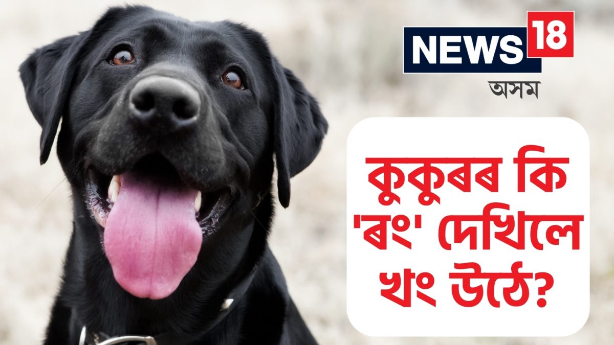 Interesting Facts: কুকুৰে কি 'ৰঙ'ত খং কৰে? উত্তৰটোৱে জানিলে আচৰিত হ’ব ...