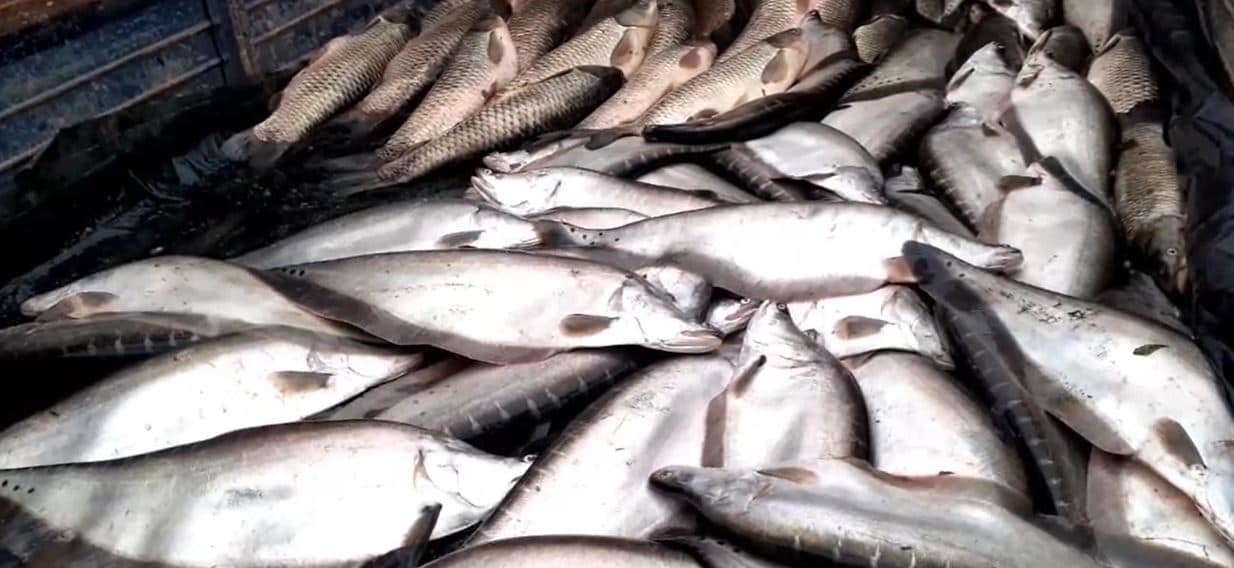 Magh Bihu Uruka: ৰাজ্যৰ বিভিন্ন বজাৰ, ঘাটসমূহত উজান ৰৌ, ভকুৱা, আৰি ...