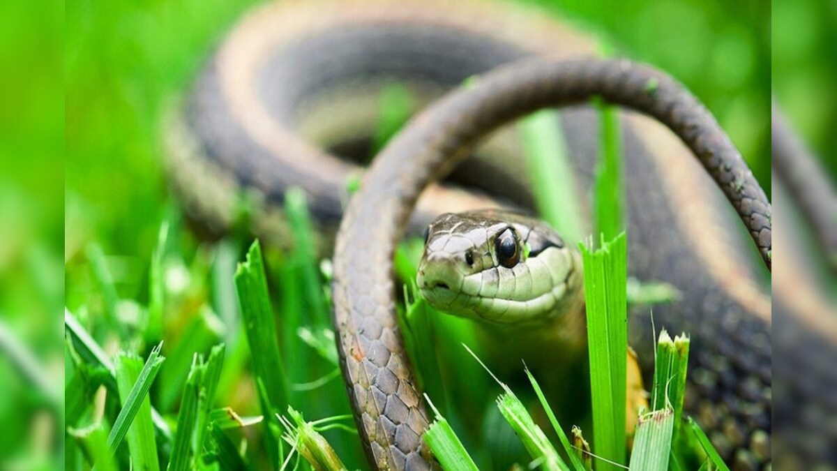 Snake, Snake history, Snake Sleep, viral snake, How many hours a day ...