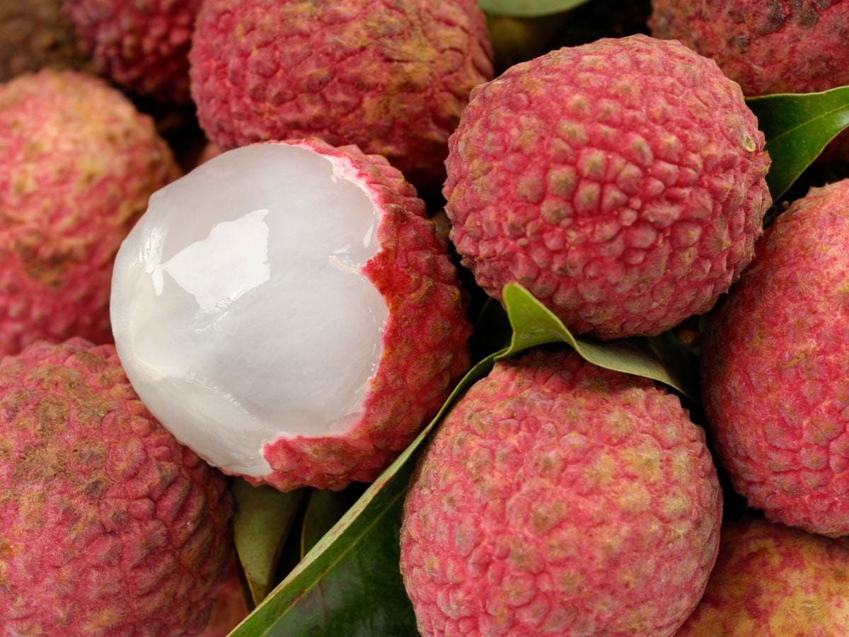 লিচু খোৱাৰ পূৰ্বে অৱলম্বন কৰক এইবোৰ সাৱধানতা, নহ'লে হ'ব পাৰে বিপদ ...