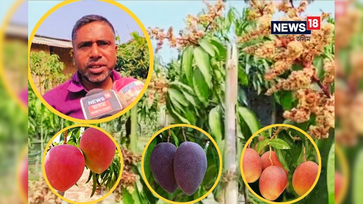 Gossaigaon | বিশ্বৰ ভিতৰত দামী আমৰ খেতি কৰিছে অসমৰ এজন কৃষকে, তেওঁৰ ...
