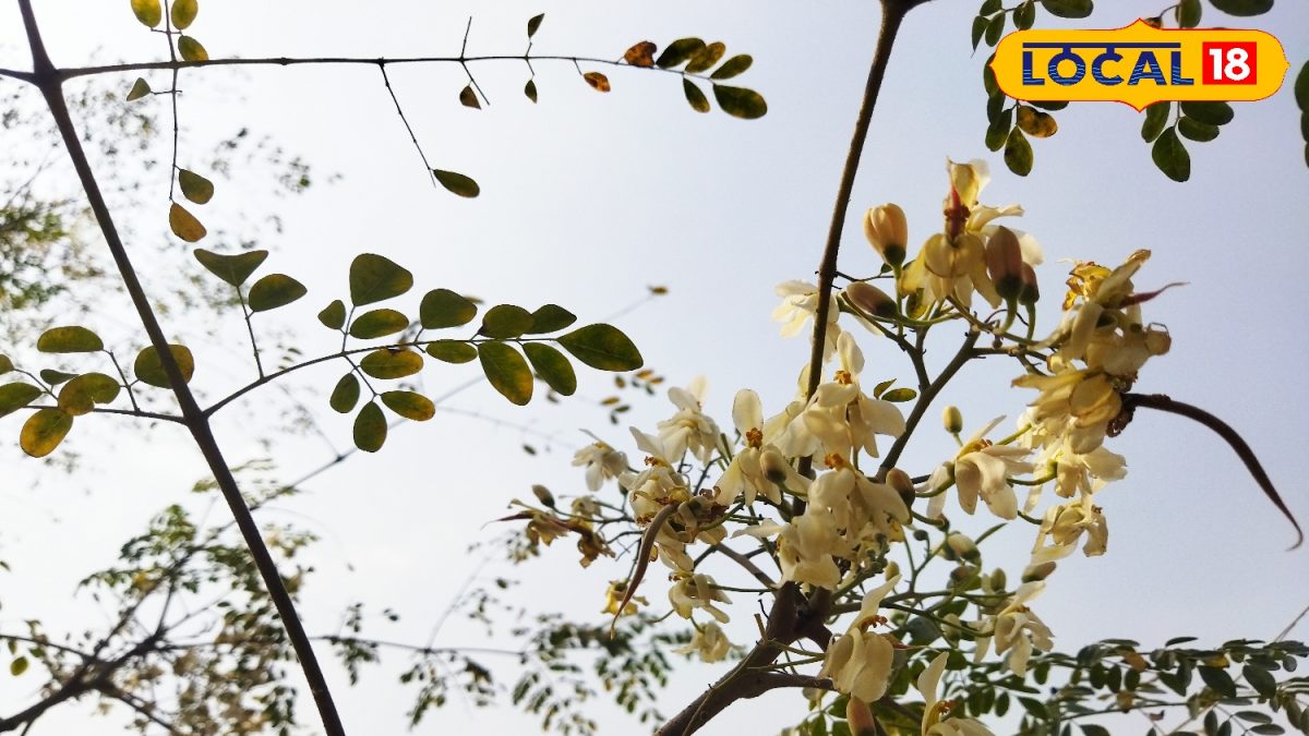 Benefits of Moringa: বহু ৰোগৰ মহৌষধ চজিনাঃ জানক চজিনাৰ ফুল আৰু চজিনাৰ ...