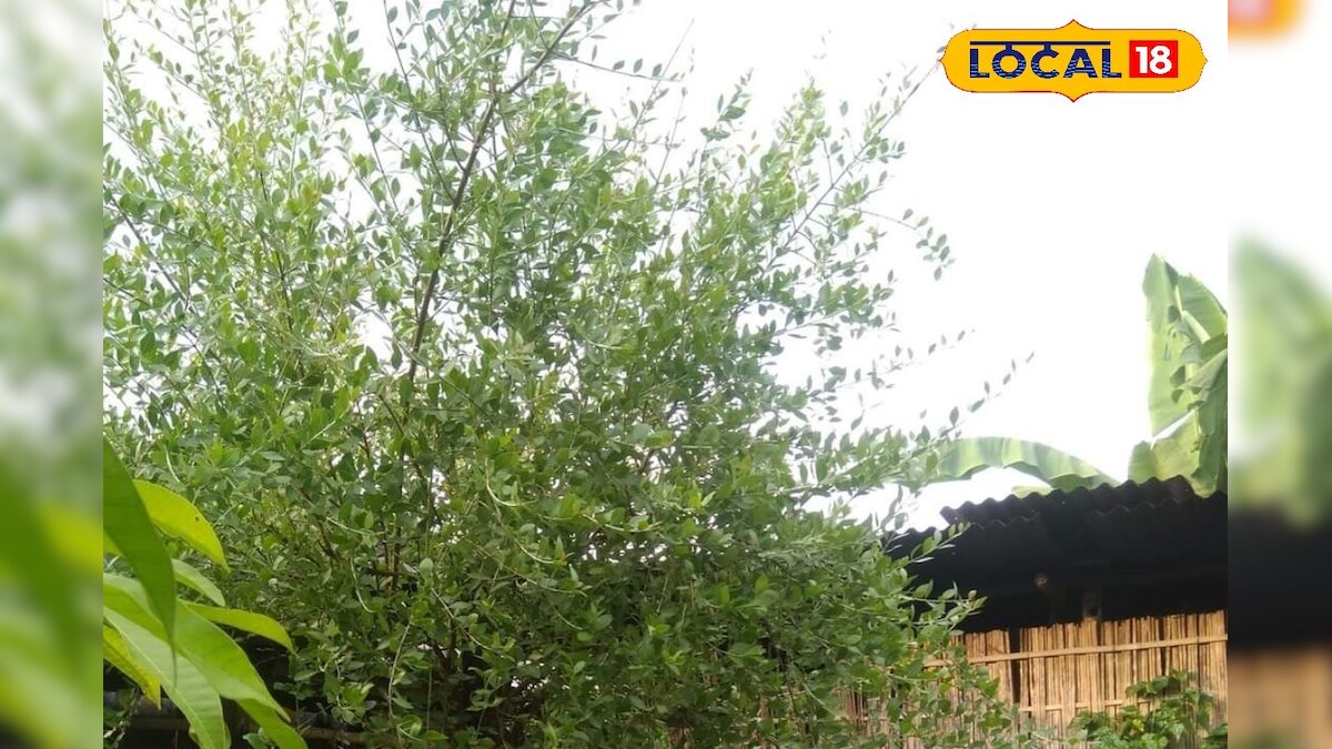 There is a natural plant found in Assam called Jetuka – News18 অসমীয়া