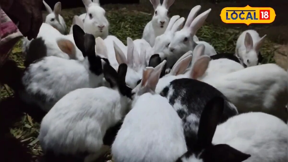 Kaziranga News: সাত বছৰত ডেৰ লাখ টকাৰ শহাপহু বিক্ৰী, শহাপহু পালনেৰে ...