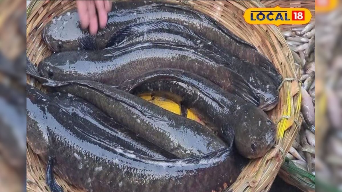Shol Fish-Snakehead Murrel Benefits : বাতবিষৰ সমস্যা, থাইৰয়ড, শৰীৰত ...