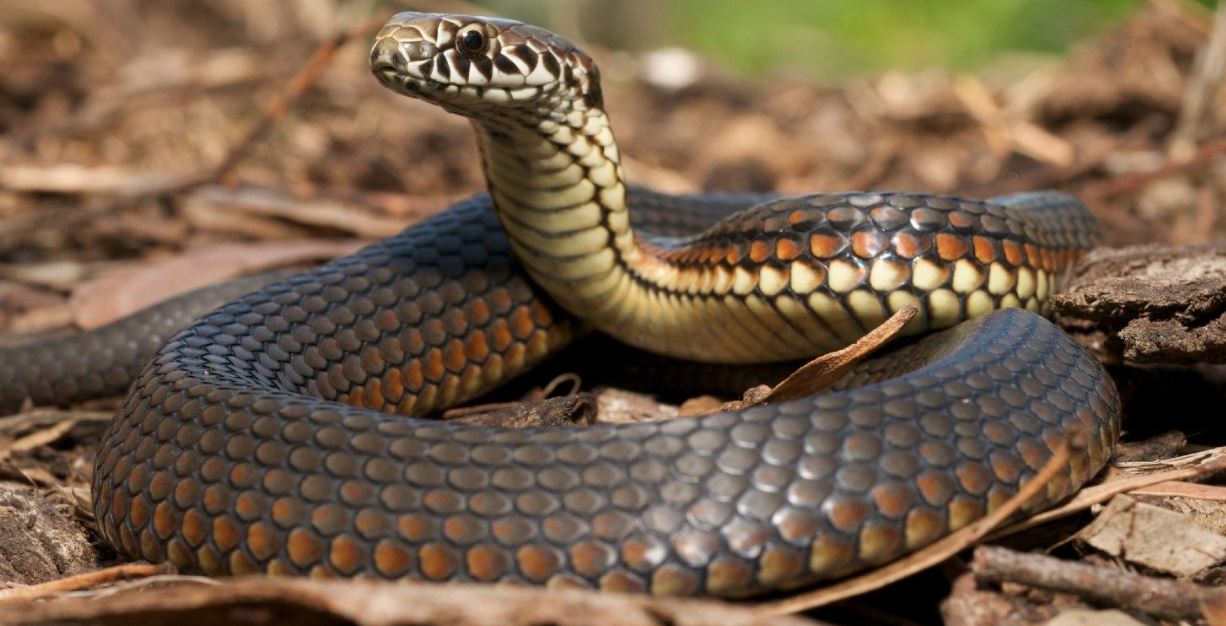 Snake Alert at Monsoon: সাপেও কৰিব ভয়! বাৰিষাৰ সময়ত ঘৰৰ দৰ্জা-খিৰিকিৰ ...