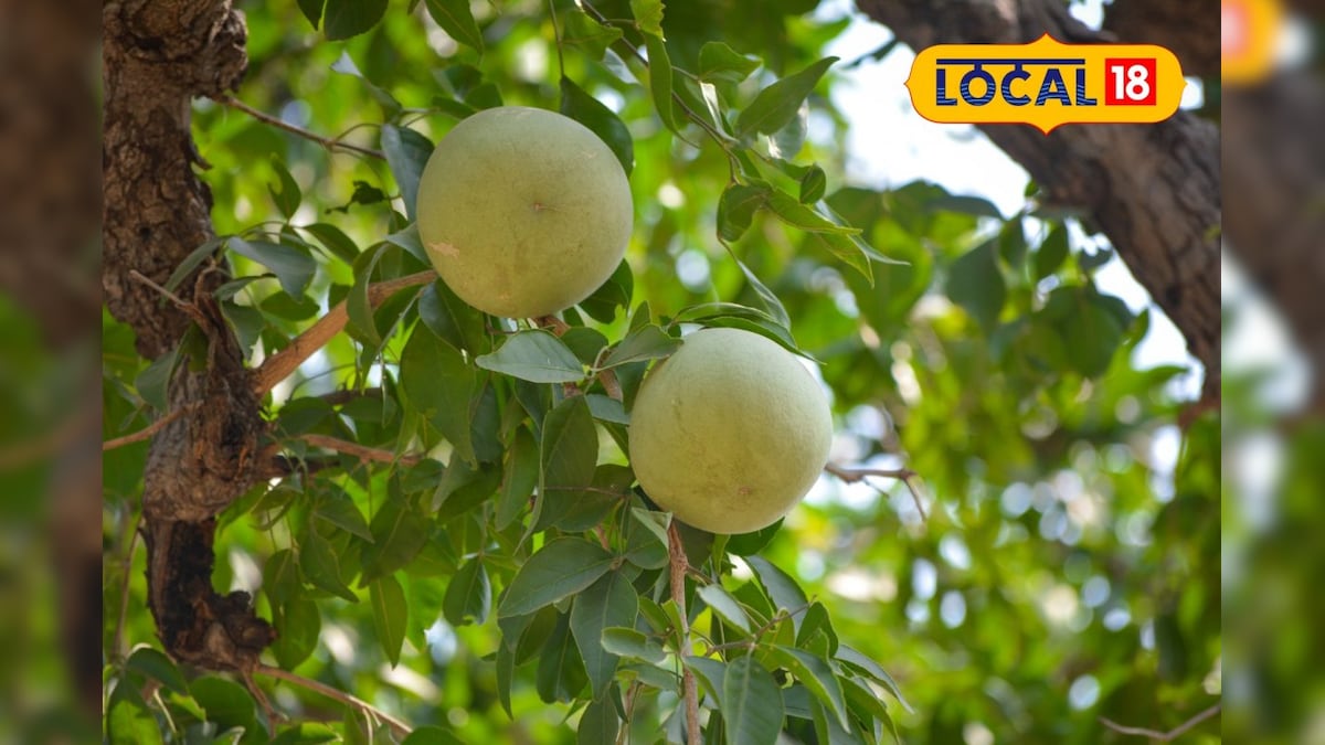 Do you know how the Wood Apple leaves originated? – News18 অসমীয়া