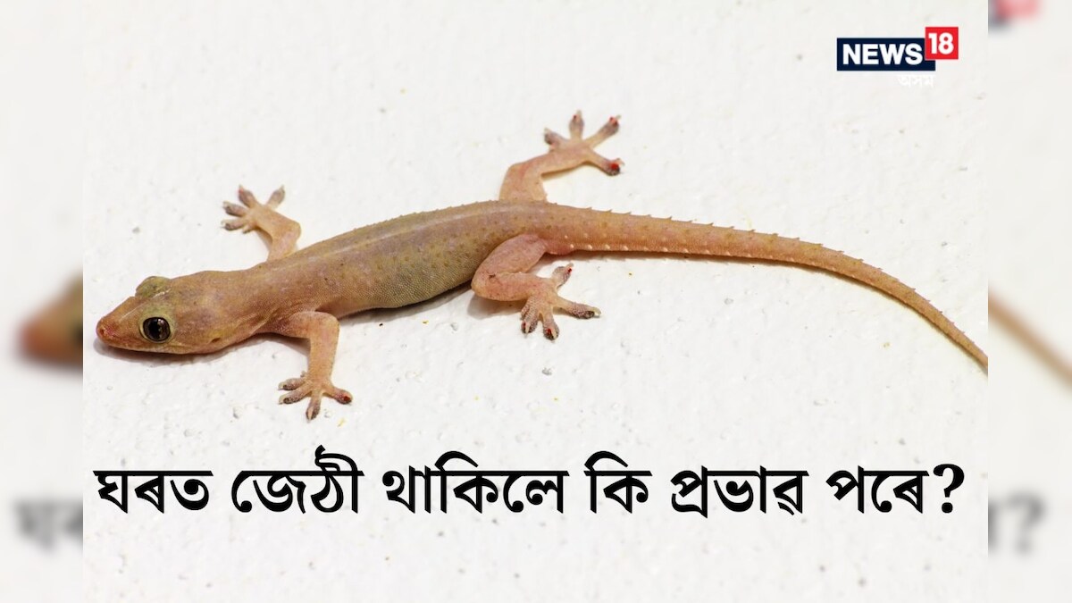 Vastu Tips for home: ঘৰত জেঠী থাকিলে কি প্ৰভাৱ পৰে? বাস্তুশাস্ত্ৰই কৈছে ...