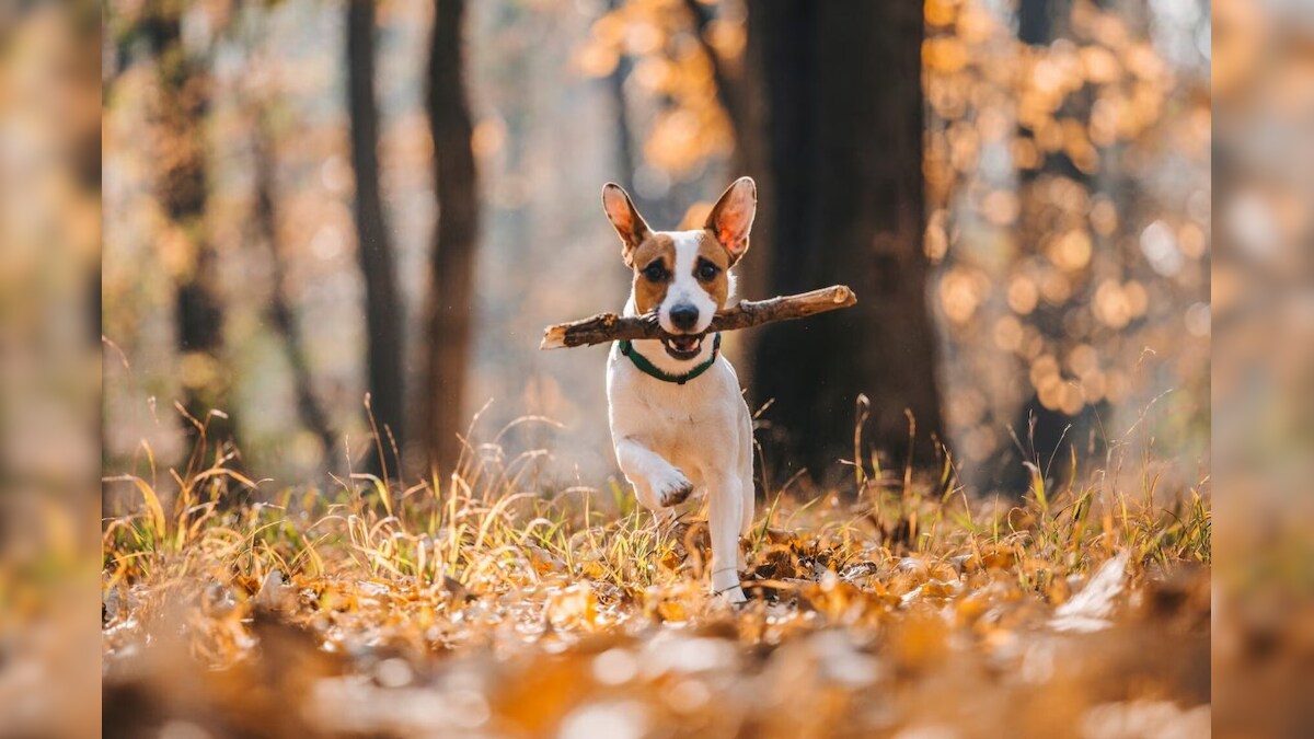 Dog: ভাৰতৰ ‘কুকুৰ মুক্ত’ ৰাজ্য কোনখন? ভাৰতত এনে এখন ৰাজ্য আছে য’ত কুকুৰ ...