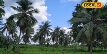large coconut farm in assam | - Assam News