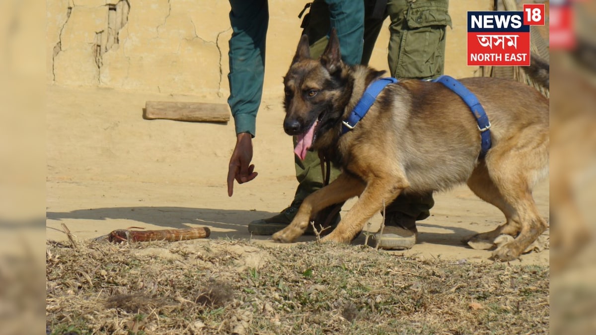 Dog Bite Expert: কুকুৰে কামুৰিলে...! ততাতৈয়াকৈ কি কৰা উচিত জানেনে ...