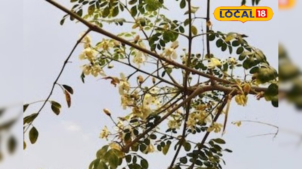 Benefits of Moringa: বসন্ত ঋতুত বিভিন্ন ৰোগৰ পৰা আঁতৰি থাকিবকৈ খাওক এই ...