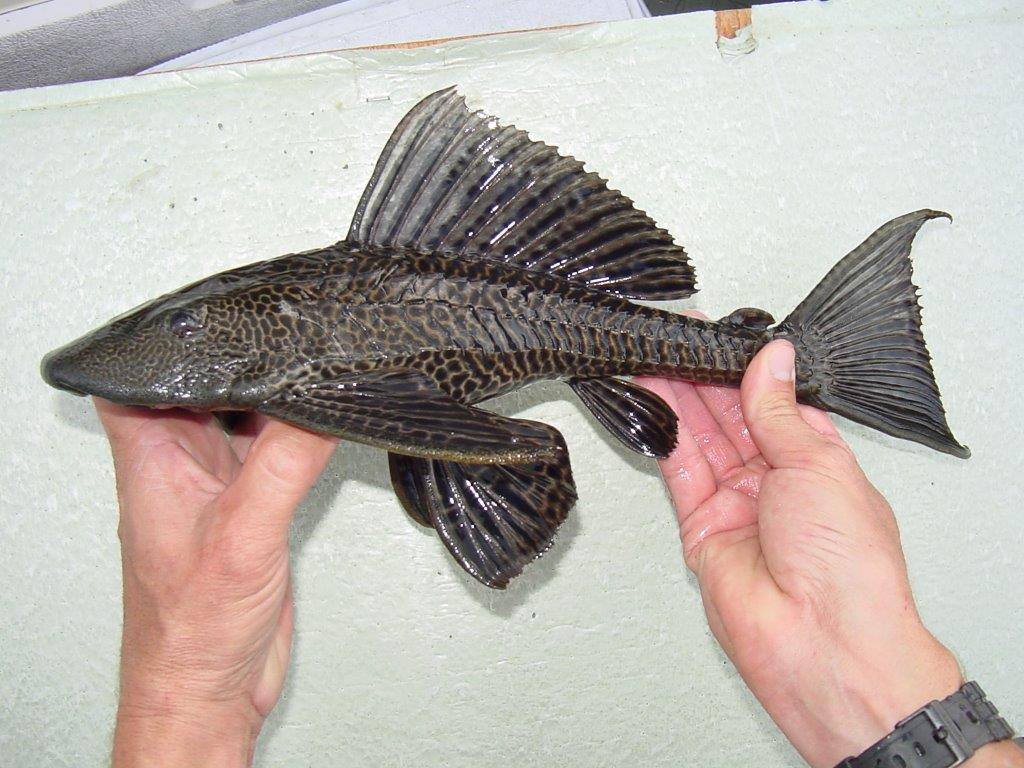 Amazon Sailfin Catfish: বশিষ্ঠ নৈত উদ্ধাৰ আমাজনৰ ৰাক্ষস মাছ, কেনেকৈ ...