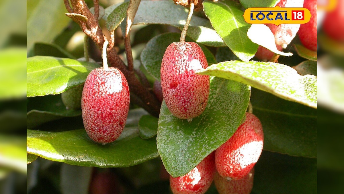 Health benefits of Mirika Tenga – News18 অসমীয়া