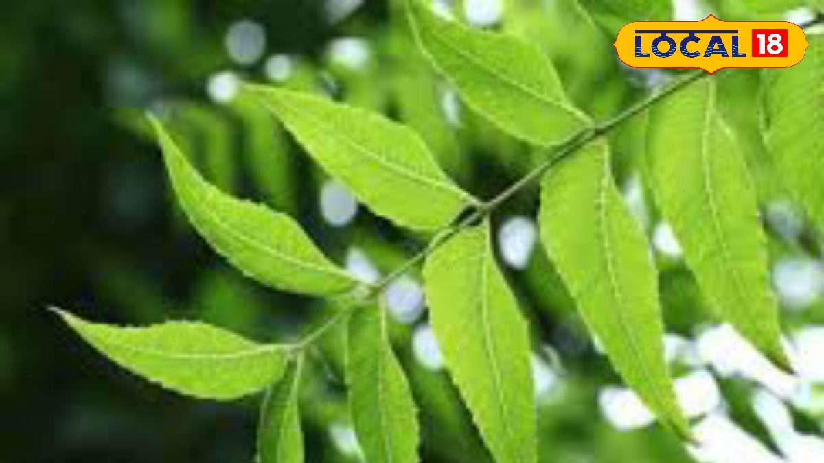 Health Benefits of Maha Neem : বহু ৰোগৰ পৰা হাত সাৰি থাকিবলৈ এইদৰে খাওক ...