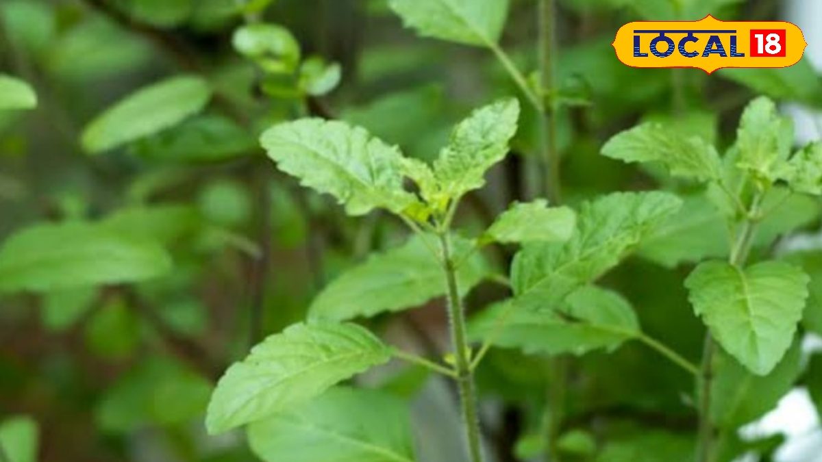 Health Benefits of Tulsi Roots: কেৱল পাতেই নহয়, তুলসী গছৰ শিপাৰো আছে ...