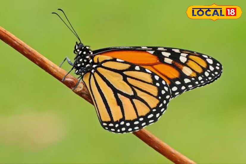 Butterflies at Home: A Sign of Prosperity and Marriage in Vastu ...