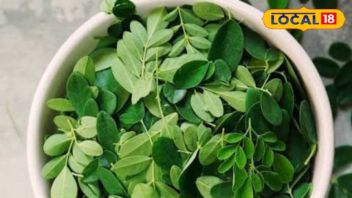Moringa Leaves Benefits: উচ্চ ৰক্তচাপ নিয়ন্ত্ৰণ কৰাৰ লগতে পেটৰ বিষৰ ...