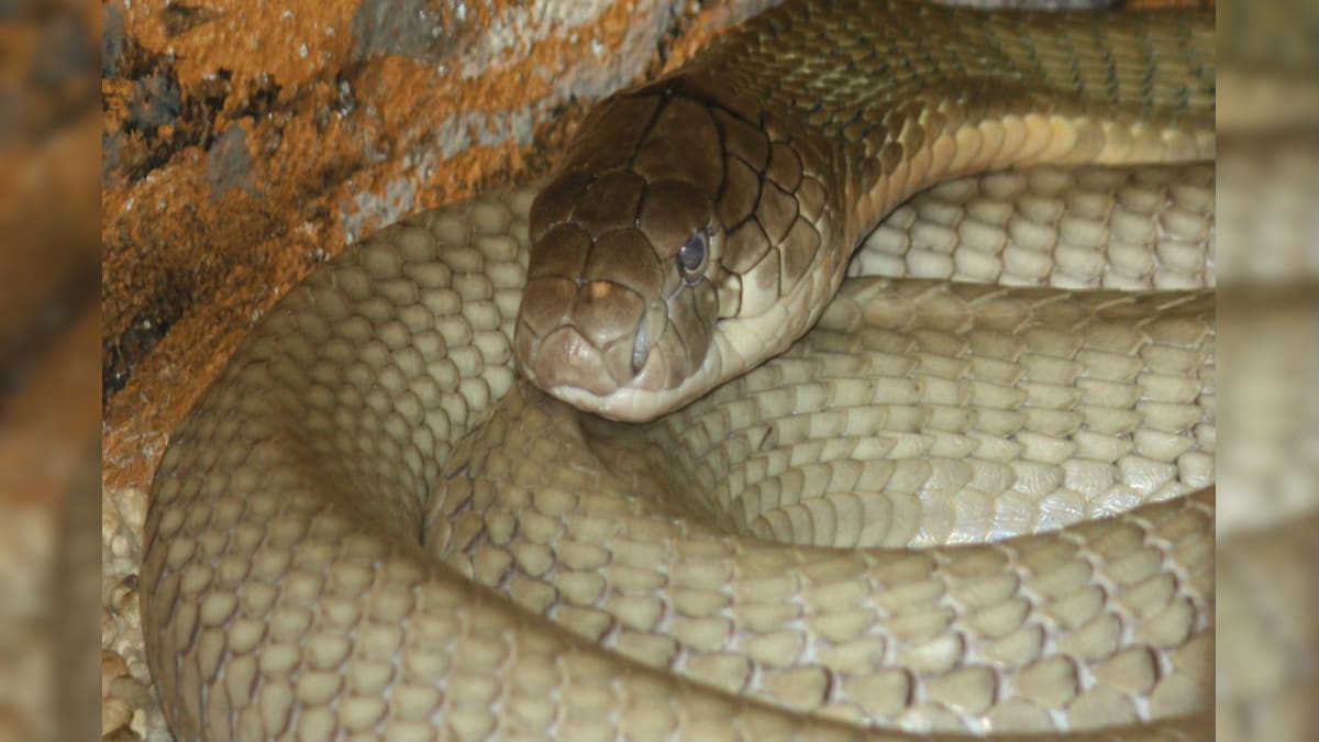 Naag Panchami Puja time and rituals - News18 हिंदी