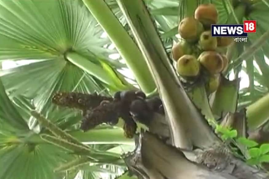 OMG: ताड़ का मादा पेड़, जो अब नर भी बन गया हैNaN