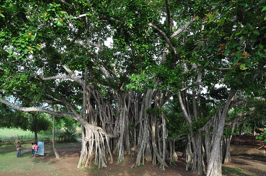ये हैं भारत के सबसे पुराने पेड़| these are the oldest trees in india ...