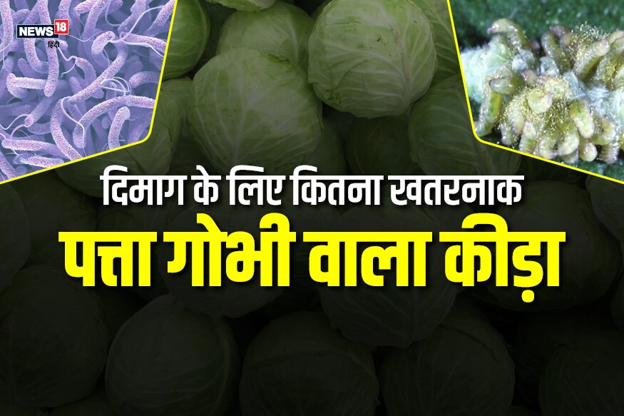 how dangerous is cabbage worm to brain