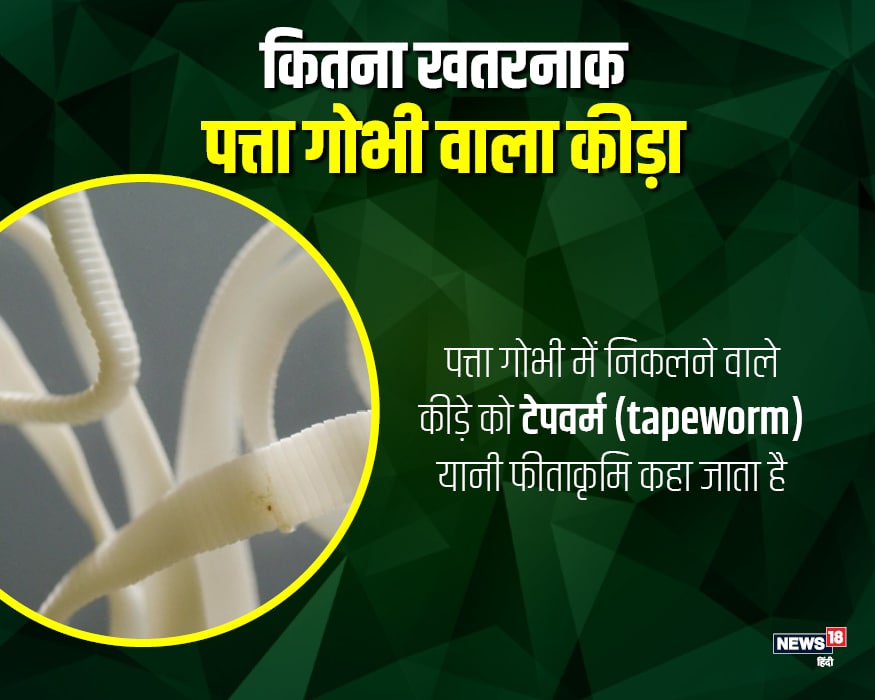 how dangerous is cabbage worm to brain