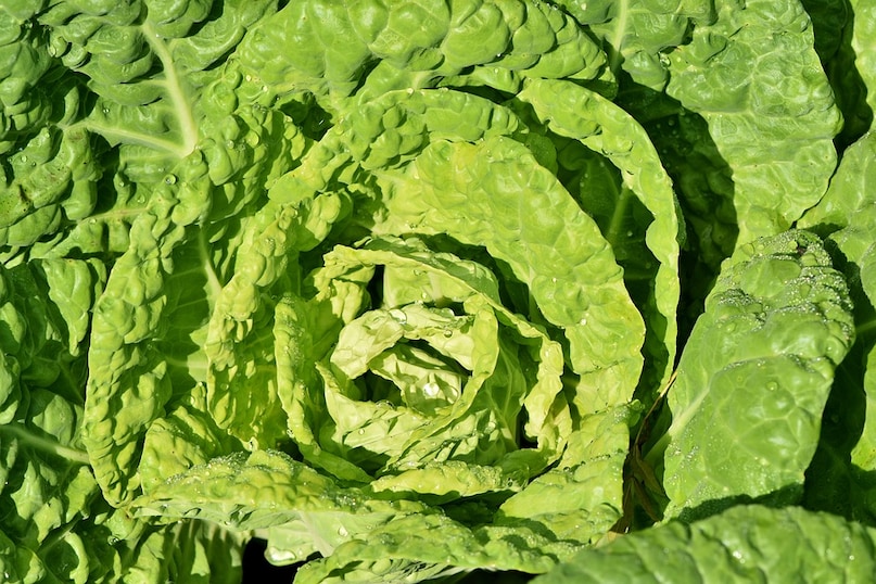 Vegetables and meats which contain tapeworm can be enter in body and ...