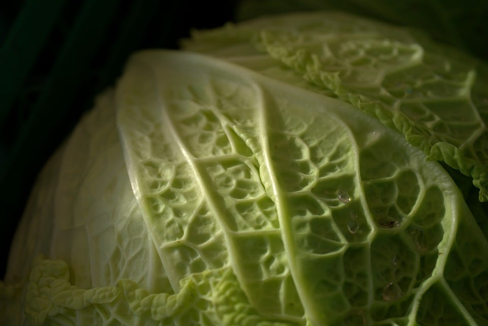 The tapeworm of cabbage which can reach in human brain and can give ...