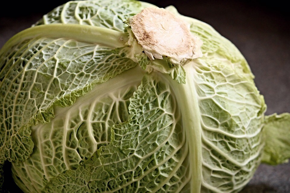 The tapeworm of cabbage which can reach in human brain and can give ...