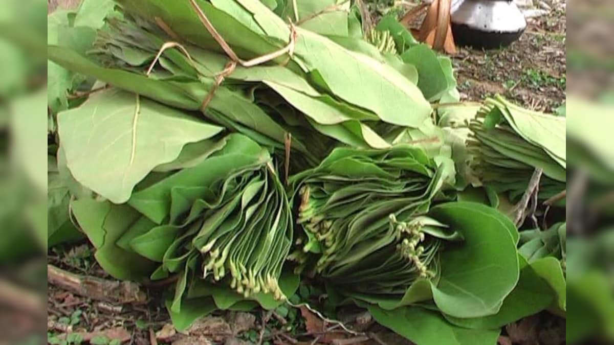 तेंदूपत्ता ठेकेदारों तक बढ़ी हुई दर से वसूली करने का संदेश पहुंचाने में ...