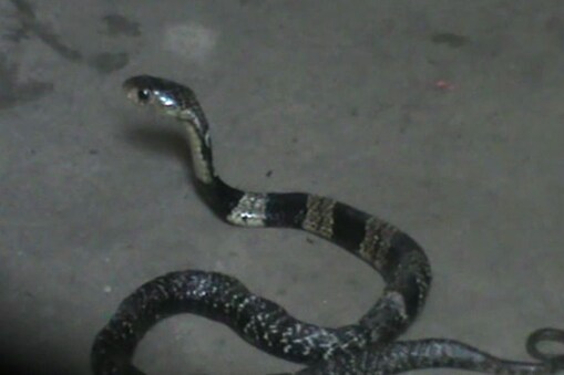 घर में मिला सैकड़ों साल पुराना तक्षक नाग, इतना जहरीला कि ले सकता है ...