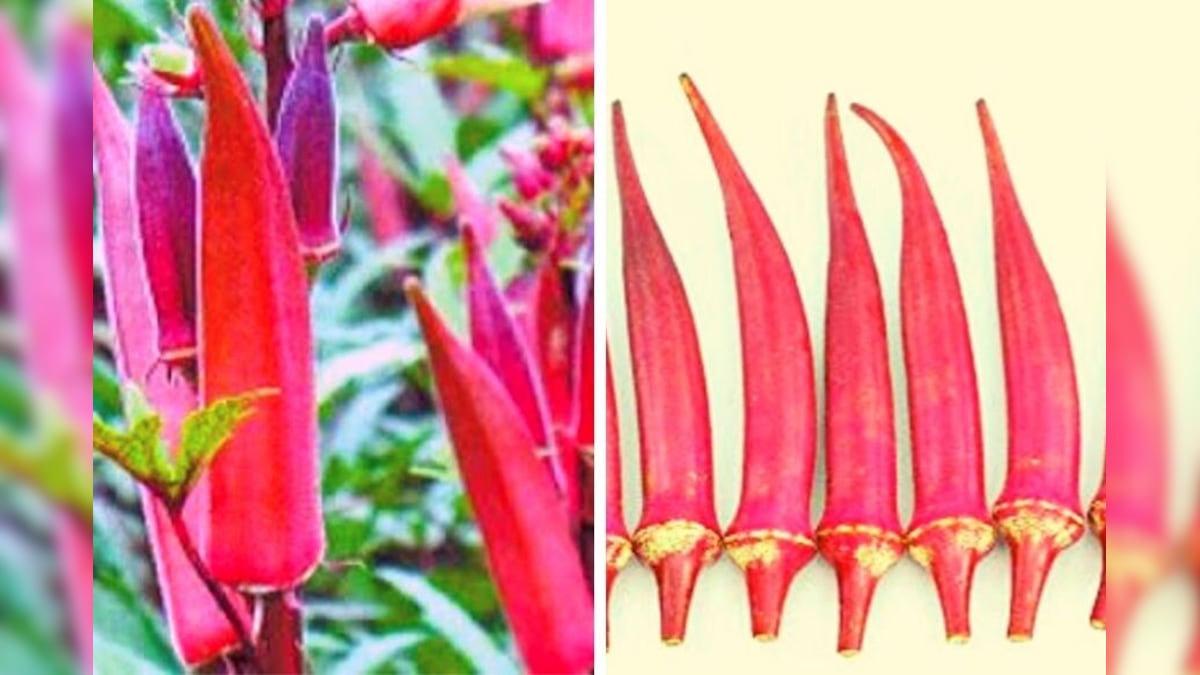 23 साल की कड़ी मेहनत के बाद 'लाल' हुई भिंडी, वैज्ञानिकों ने किया कमाल