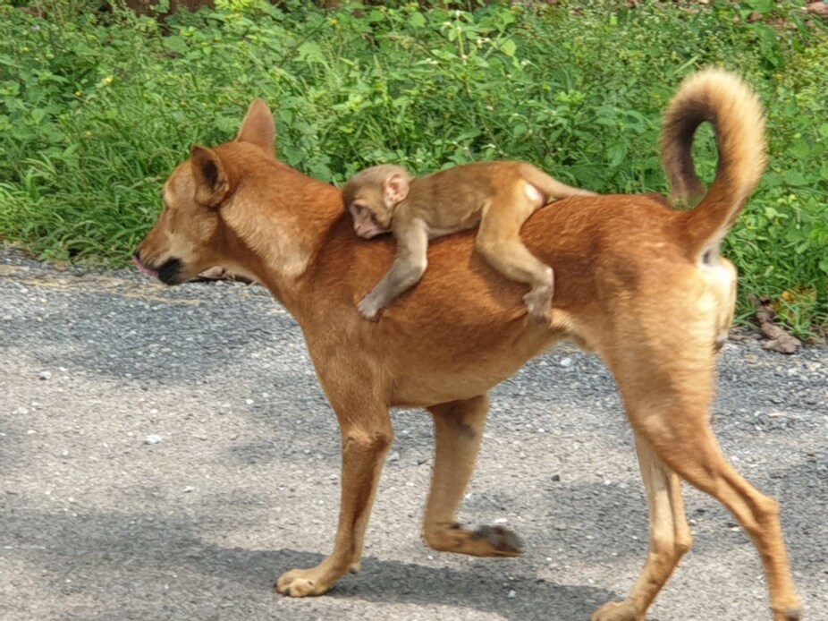 कुत्ते की पीठ पर सवारी करता है ये बंदर, देखिए इस अनोखी दोस्ती के ये खास ...