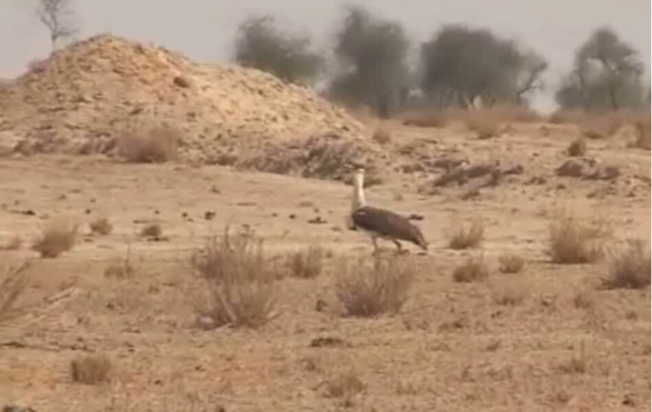 25 गोडावण की फाउंडर पॉपुलेशन की जाएगी तैयार, Godavan (Great indian ...