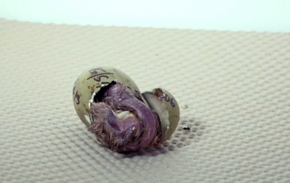 25 गोडावण की फाउंडर पॉपुलेशन की जाएगी तैयार, Godavan (Great indian ...