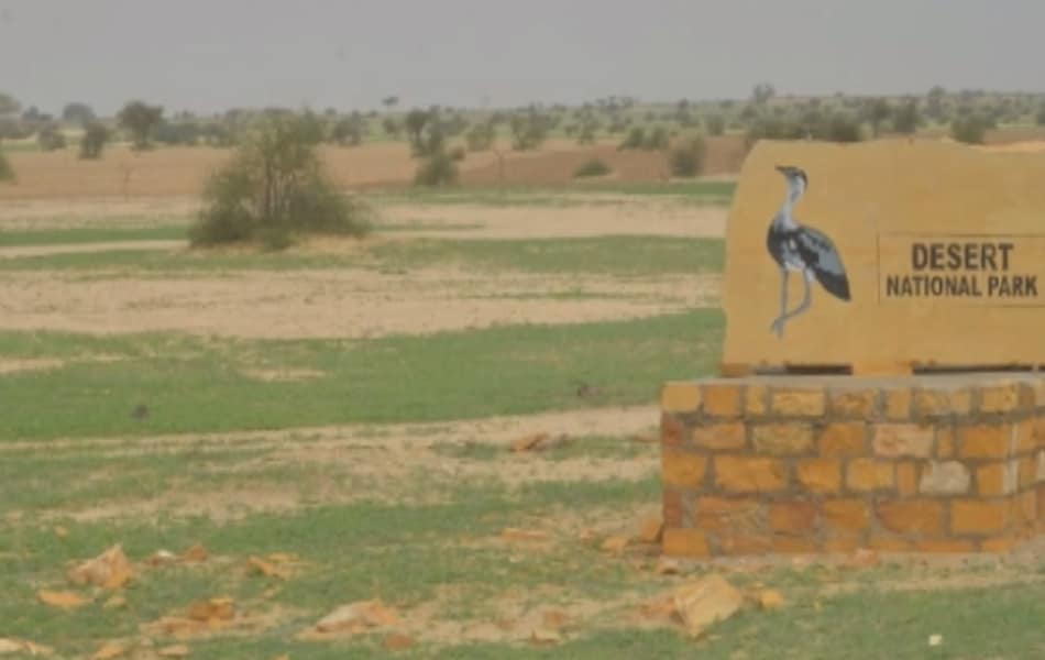 25 गोडावण की फाउंडर पॉपुलेशन की जाएगी तैयार, Godavan (Great indian ...