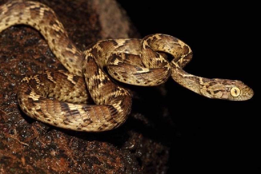 उद्धव ठाकरे के बेटे ने क्या किया जो उनके नाम पर हुआ सांप का नामकरण। why ...