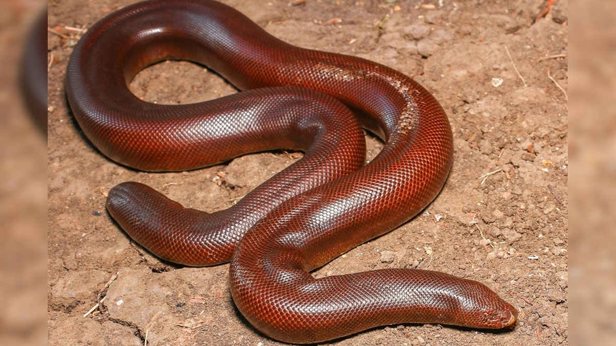 दोमुंहा सांप की अंतरराष्ट्रीय मार्केट में क्यों करोड़ों में होती है ...