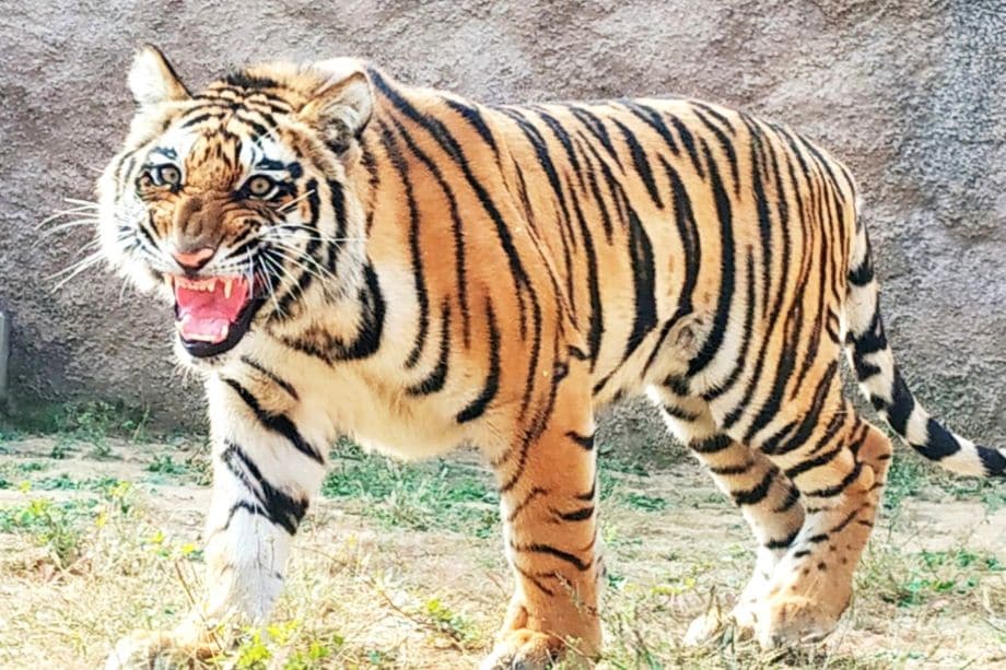 जयपुर (Jaipur) के नाहरगढ़ बायोलॉजिकल पार्क (Nahargarh Biological Park ...