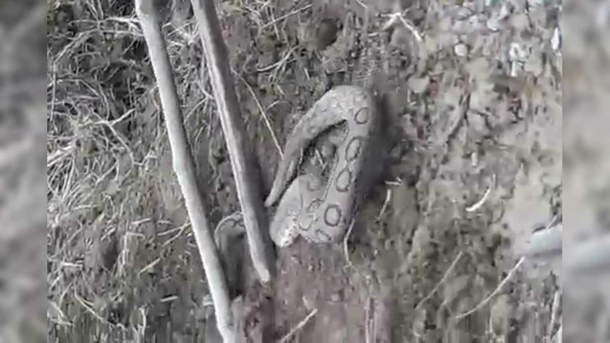 महाराजगंज में निकला दुर्लभ प्रजाति का विषैला रसेल वाइपर स्नेक, रेस्क्यू ...
