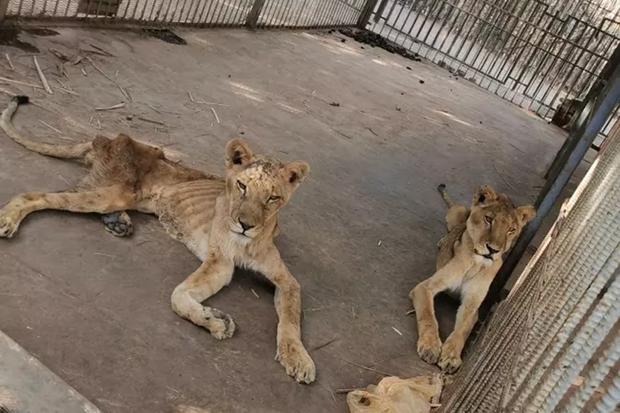 सूडान के इस शेर के लिए लोग चला रहे कैंपेन, हफ्तों में अचानक कम हुआ वजन ...