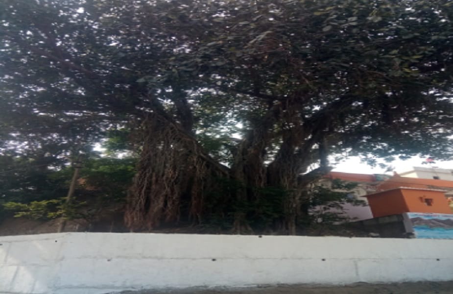 पेड़ों के 300 बरस पुराने ग्रेट ग्रैंड फादर्स पीपल और बरगद को बचा लिया ...