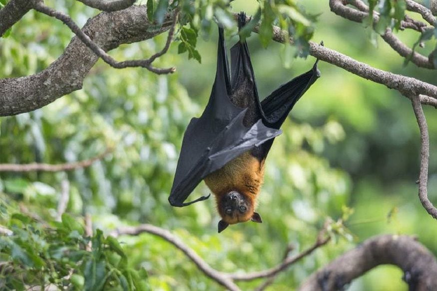 बिहार के इस गांव में होती है चमगादड़ों की पूजा, माना जाता है शुभ_why a ...