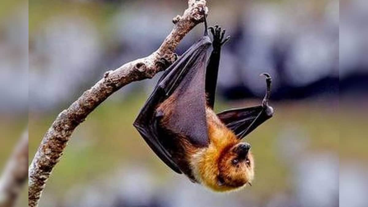 बिहार के इस गांव में होती है चमगादड़ों की पूजा, माना जाता है शुभ_why a ...