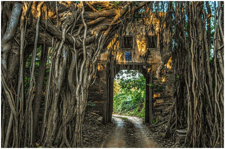 'द ग्रेट बनियन ट्री' को 1787 में लाया गया था हावड़ा, देश में और भी हैं ...