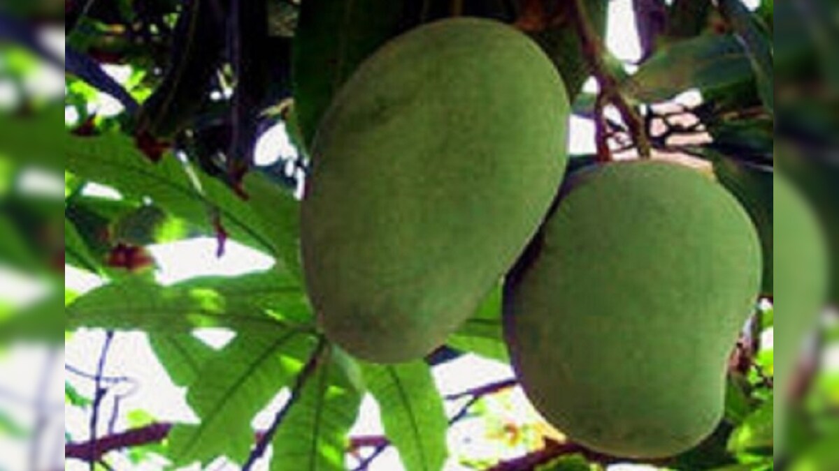 कालिदास के बगीचे में योगी और विवेकानंद आम, यहां एक ही पेड़ पर 150 किस्म ...