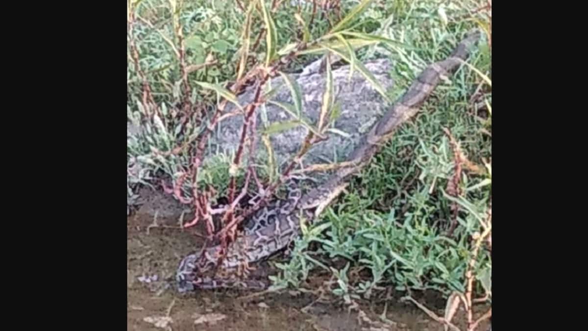 देहरादून: देखते ही देखते जिंदा अजगर को निगल गया 15 फीट लंबा किंग कोबरा ...